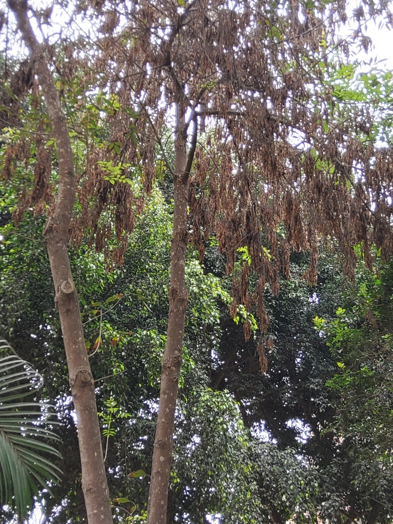 velvet ash from Avenida San Borja Sur, San Borja 15037, Perú on ...