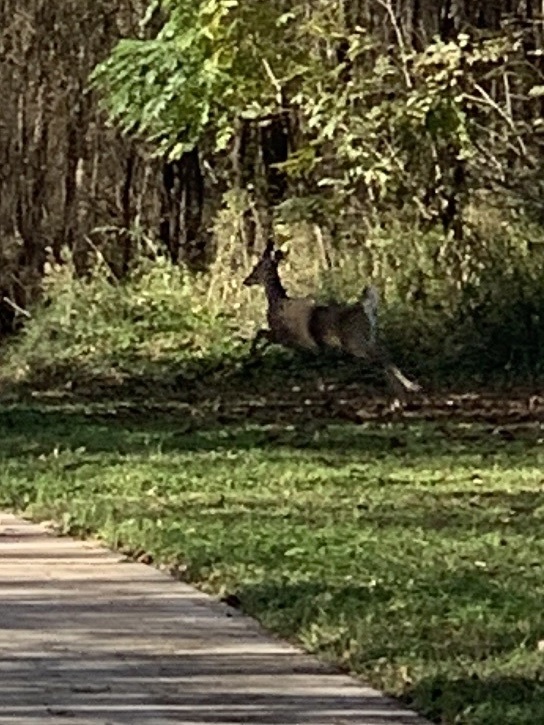 White-tailed Deer from Dallas, TX, US on November 25, 2023 at 10:00 AM ...