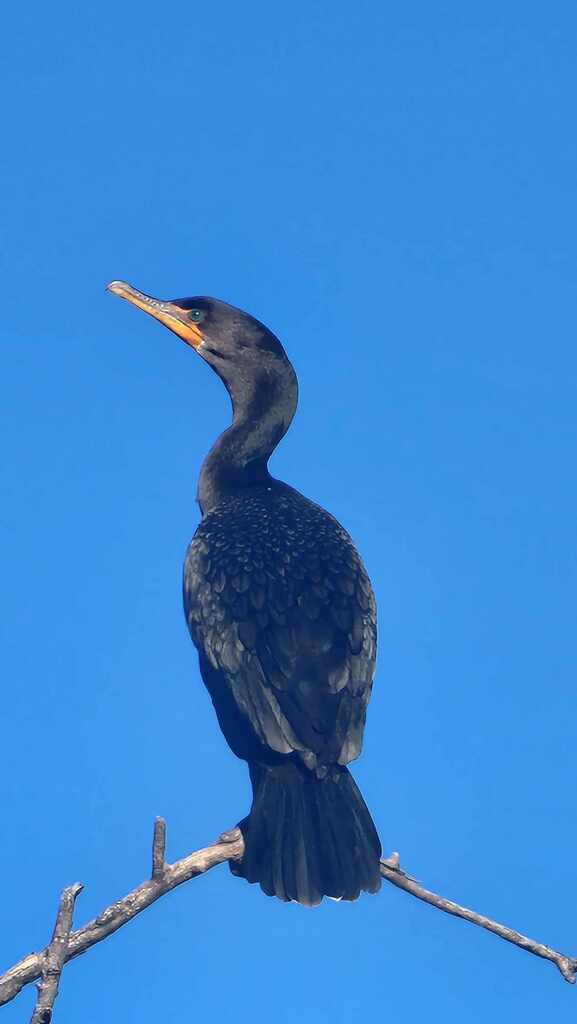 Double-crested Cormorant from McKinney, TX, USA on November 24, 2023 at ...