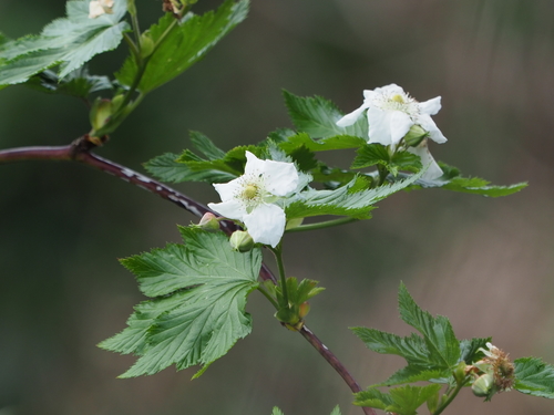 Fire Raspberry (Rubus trifidus) · iNaturalist