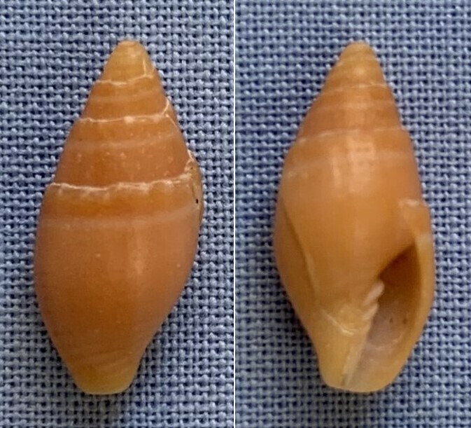 Strigatella luctuosa in September 2017 by vrebizant. 14 mm long ...