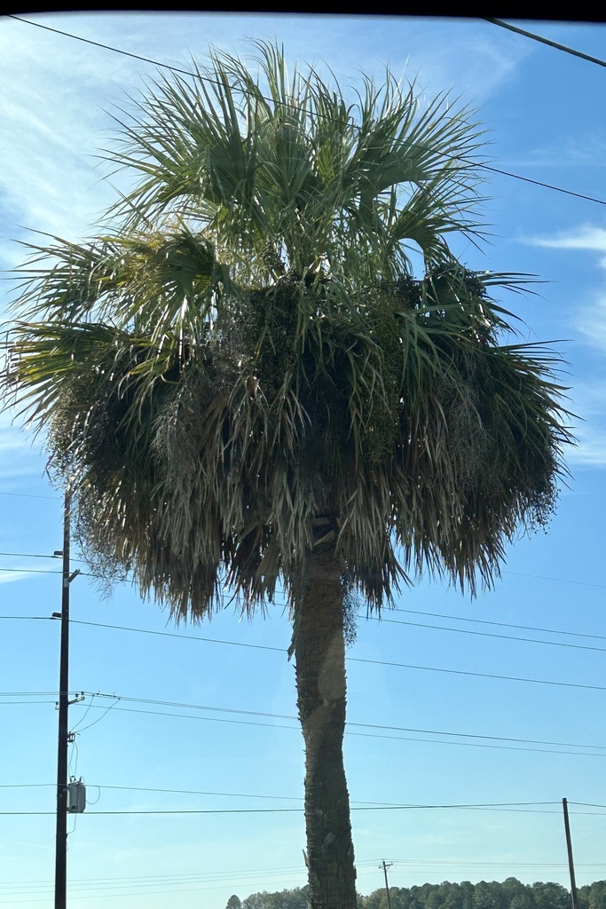 cabbage palmetto in November 2023 by Allison Ferris · iNaturalist