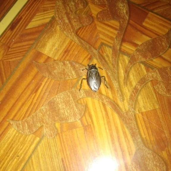 Giant Water Bugs from Joya de los Sachas, Ecuador on October 7, 2023 at ...