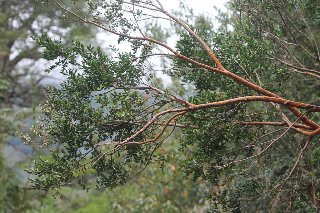 Arrayán desde Cautín Province, Araucania, Chile el 26 de octubre de ...
