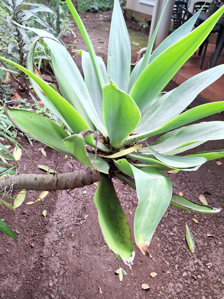 Swan-neck Agave from Kloof, 3610, South Africa on November 25, 2023 at ...