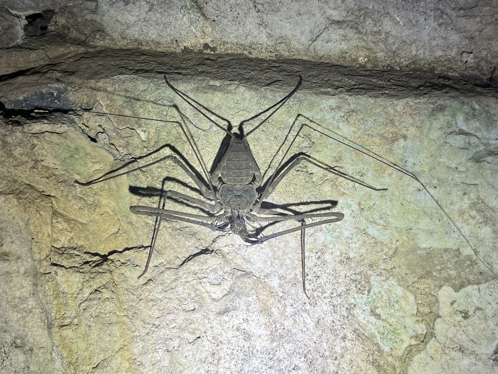 Phrynichus from Thung Na Ngam, Lan Sak, Uthai Thani, TH on November 25 ...