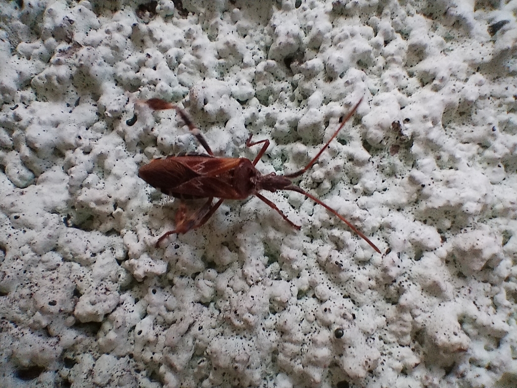 Western Conifer Seed Bug from Cluj-Napoca, Romania on October 23, 2023 ...