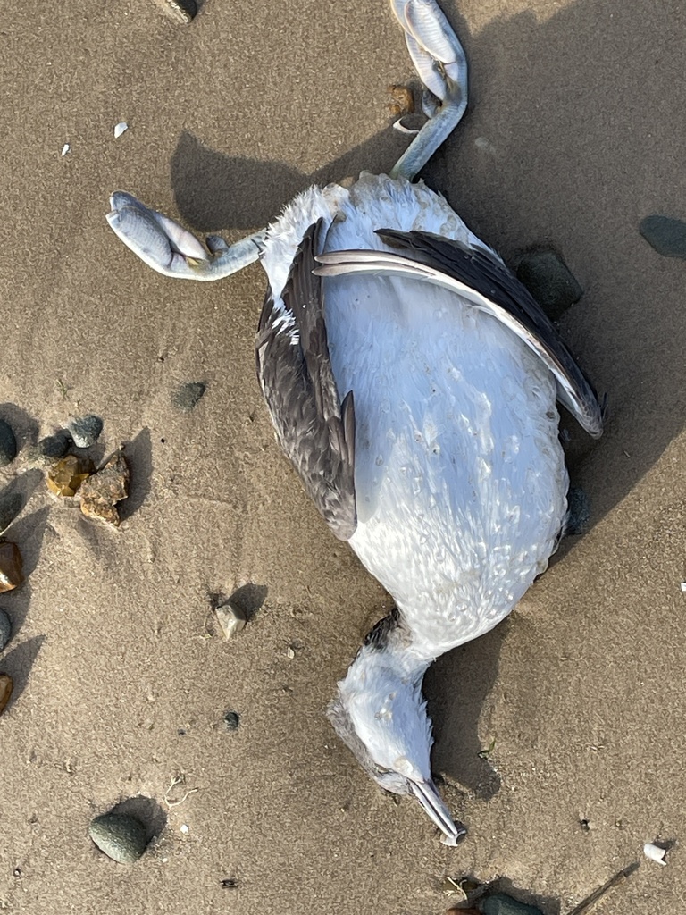 Horned Grebe from Shore Dr, Port Austin, MI, US on November 25, 2023 at ...