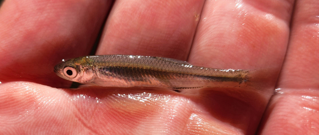 Emerald shiner from White County, IL, USA on November 3, 2023 at 10:38 ...