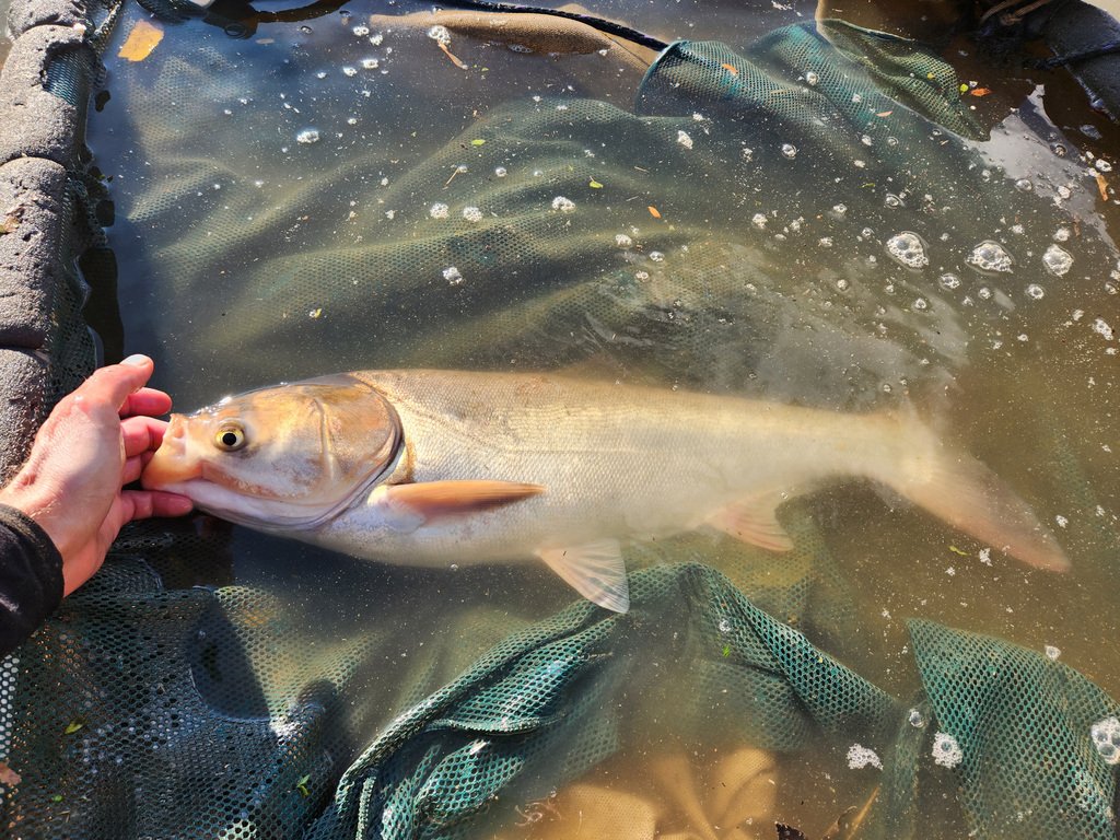 Silver Carp from Crawford County, IL, USA on November 1, 2023 at 10:38 ...