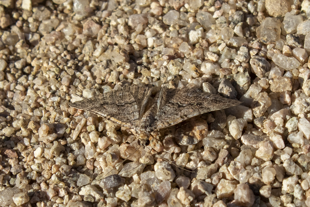 Angle Moths and Allies from Maricopa County, AZ, USA on November 24 ...