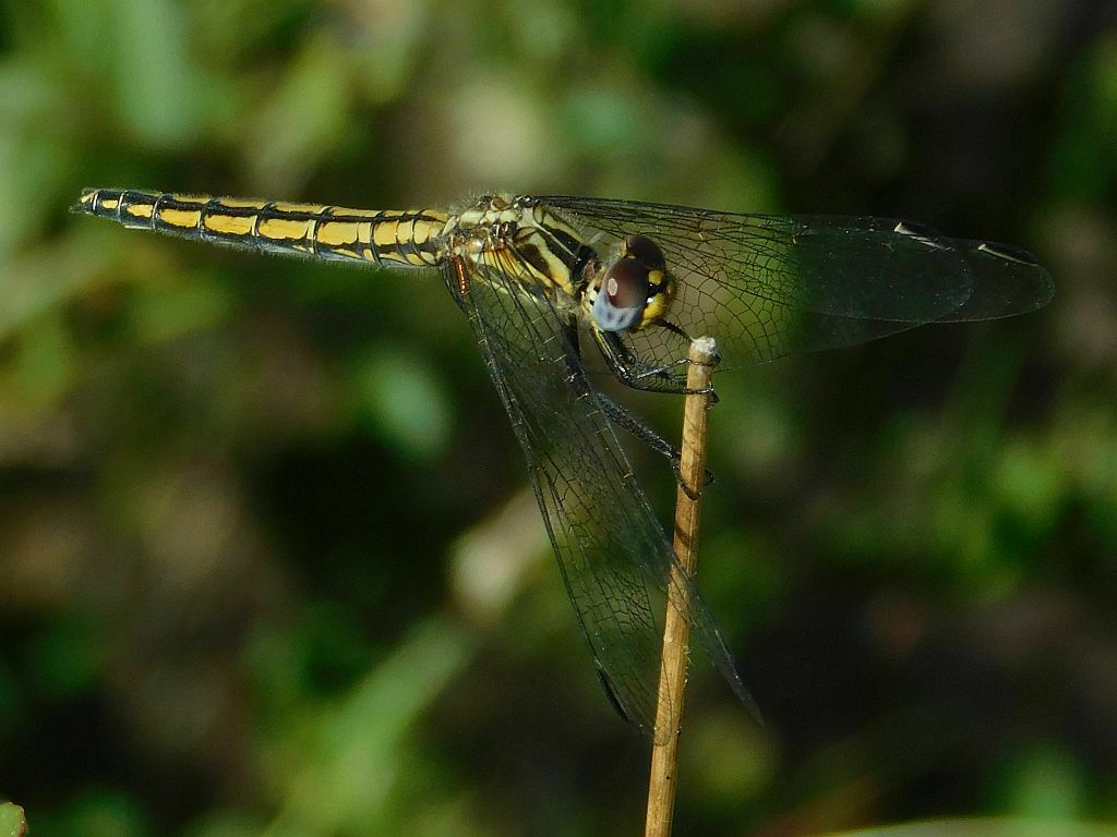 Navy Dropwing from Loerkop Greyton, 7233, South Africa on November 24 ...