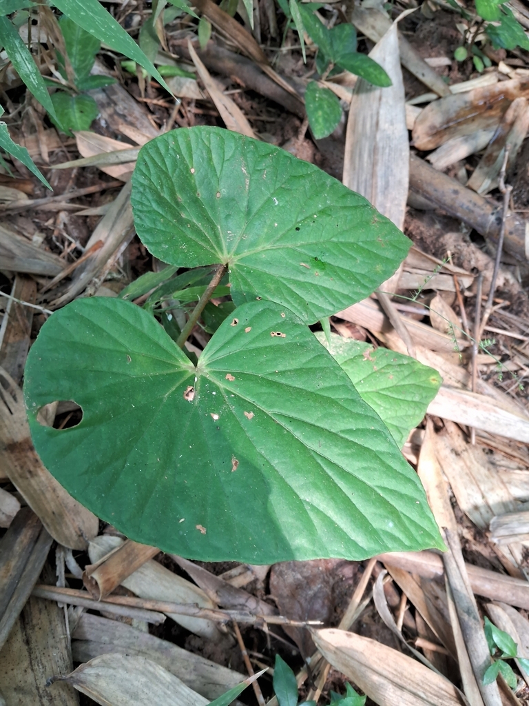 Begonia roxburghii from 781016, India on November 23, 2023 at 11:36 AM ...