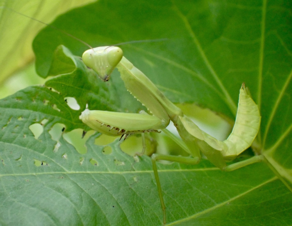 Giant Asian Mantises from Pulau Waigeo, Raja Ampat, West Papua, ID on ...