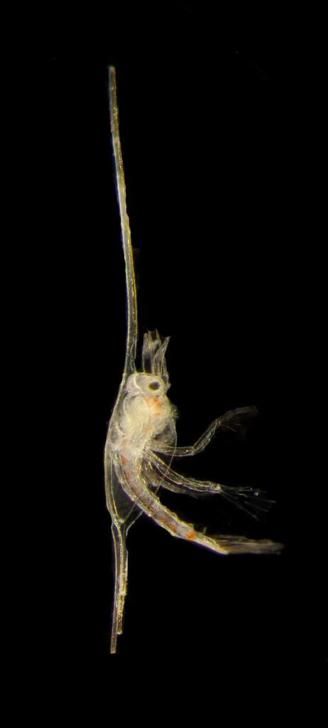 Polyonyx gibbesi from Woods Hole, Falmouth, MA, USA on July 18, 2016 at ...
