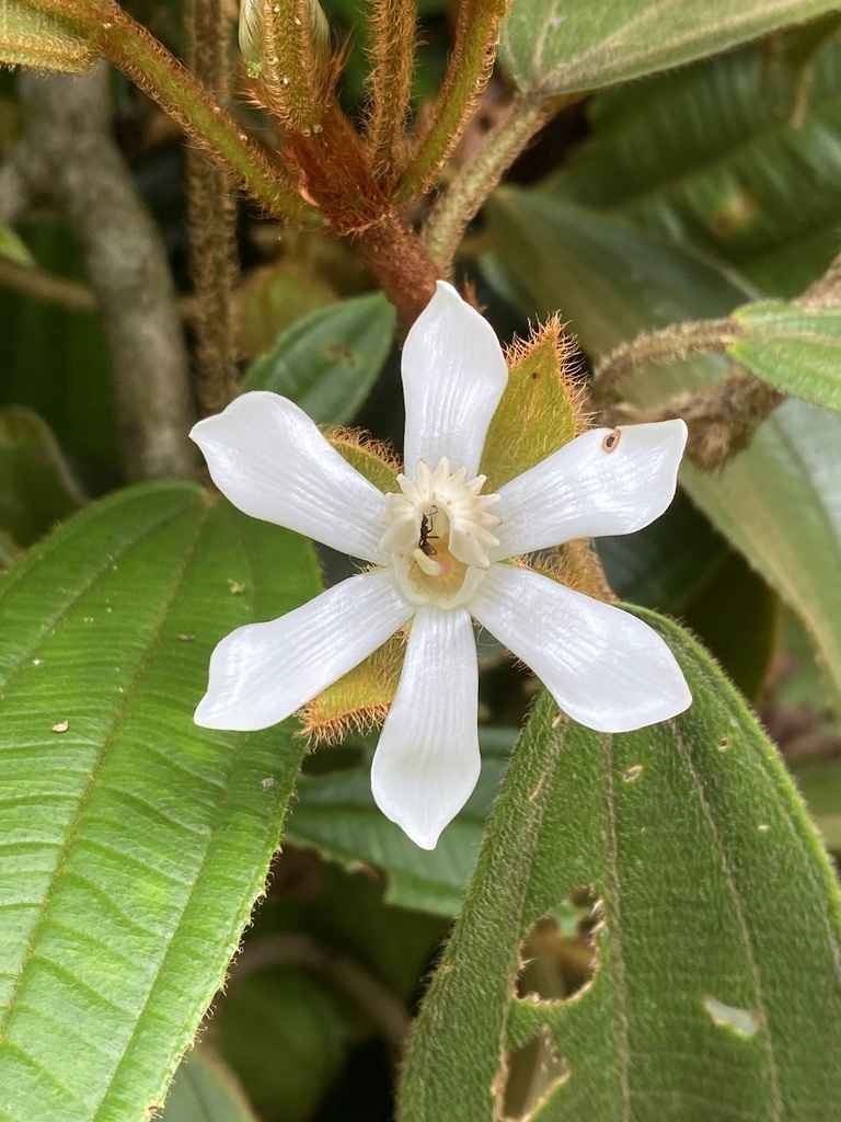 Blakea from Mera, Pastaza, EC on November 25, 2023 at 12:00 PM by Alex ...
