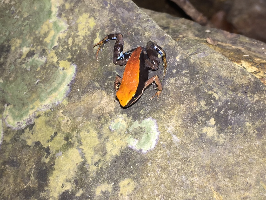 Bronze Mantella from Nosy-Be, Madagascar on July 20, 2022 at 10:33 AM ...