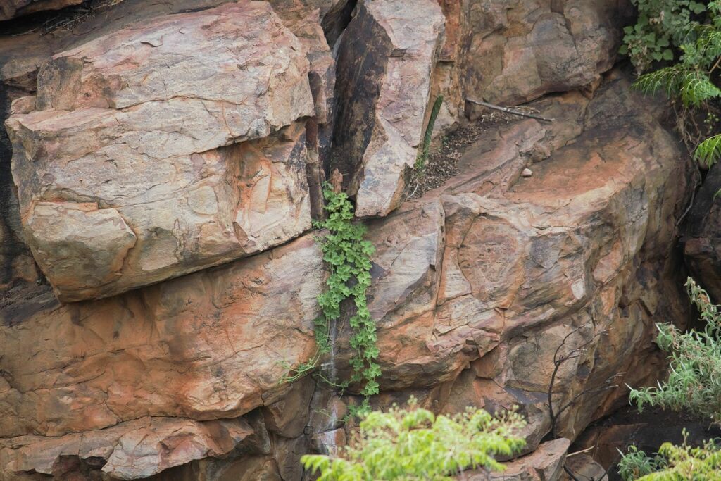 gourd family from West Rand District Municipality, South Africa on ...