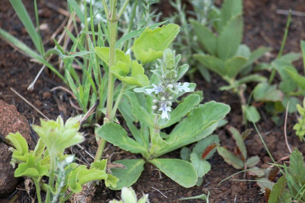 Bugle Plant from West Rand District Municipality, South Africa on ...