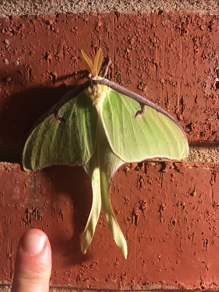 North American Luna Moth from Talon Rd, Oklahoma City, OK, US on May 5 ...