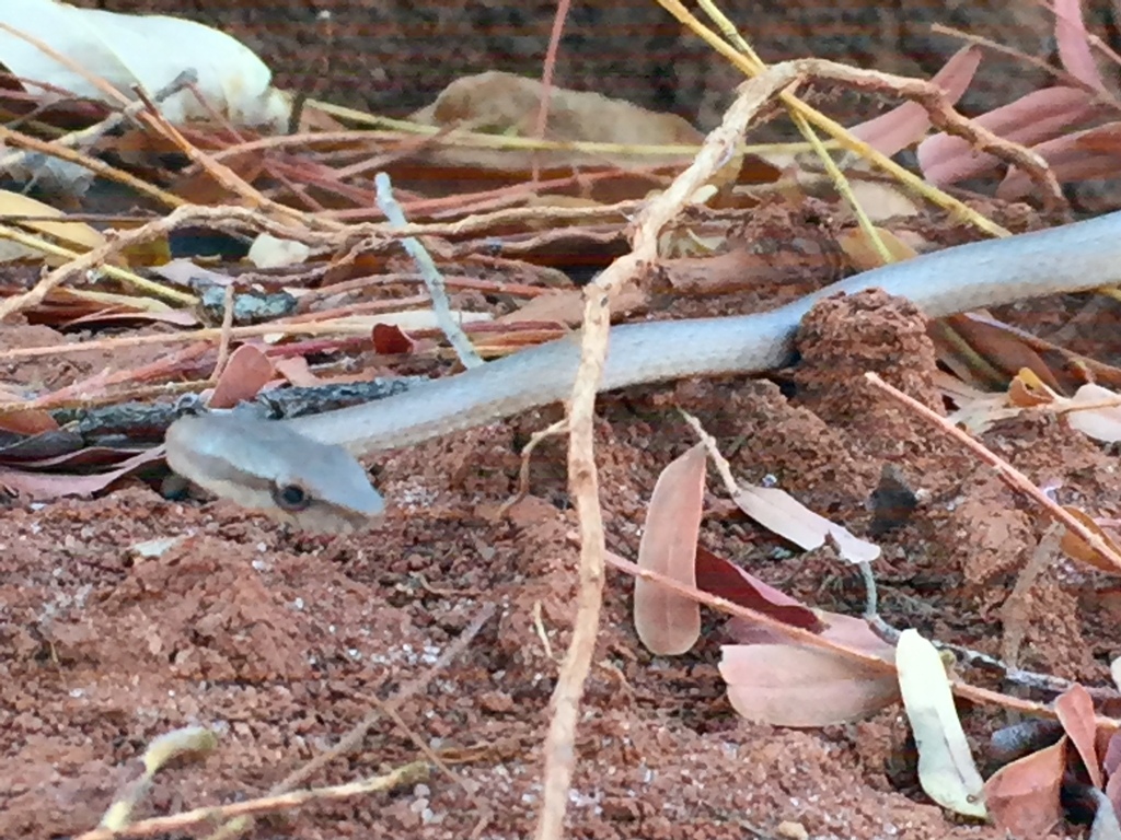 Northern Pencil Snake from Mitsinjo, Madagascar on August 10, 2022 at ...