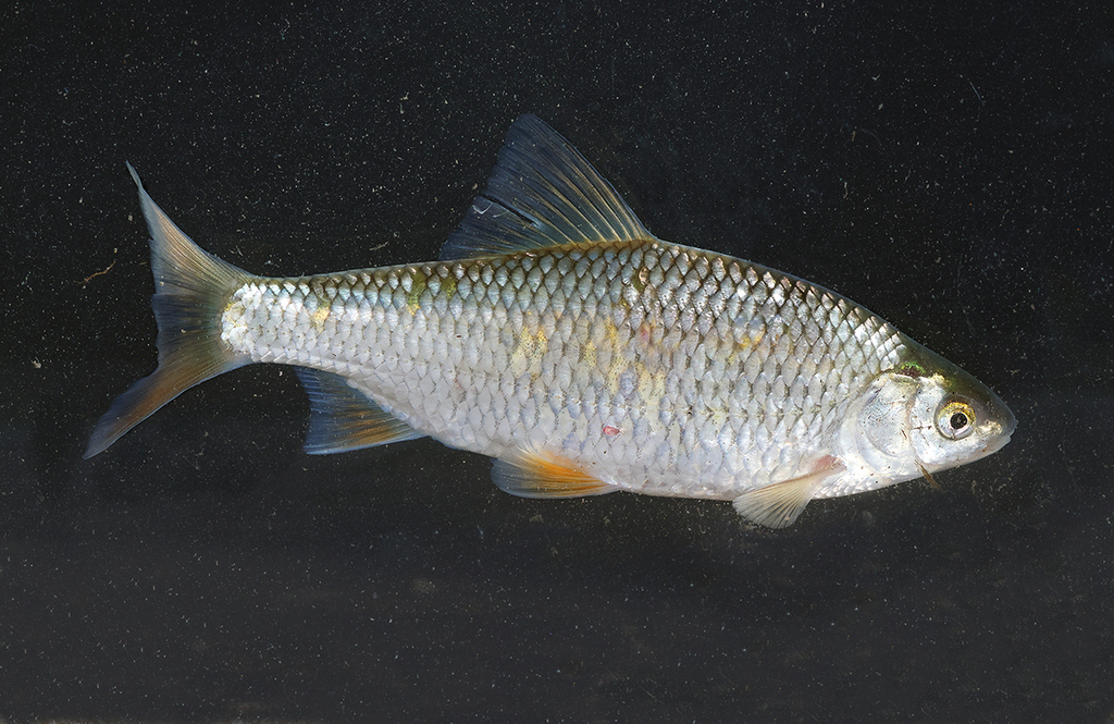 Common Roach from Provincia di Verona, Italia on November 25, 2023 at ...