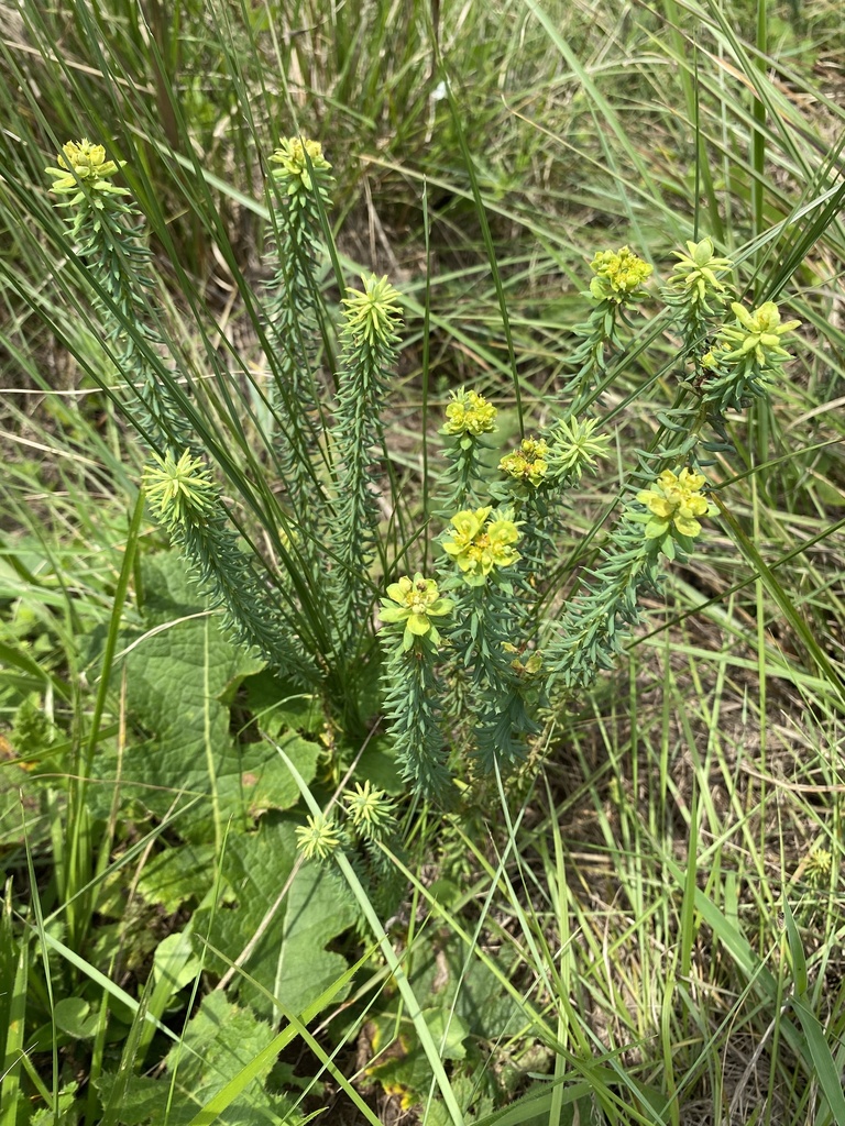Wild Spurge from New Germany Nature Reserve, New Germany, KZN, ZA on ...