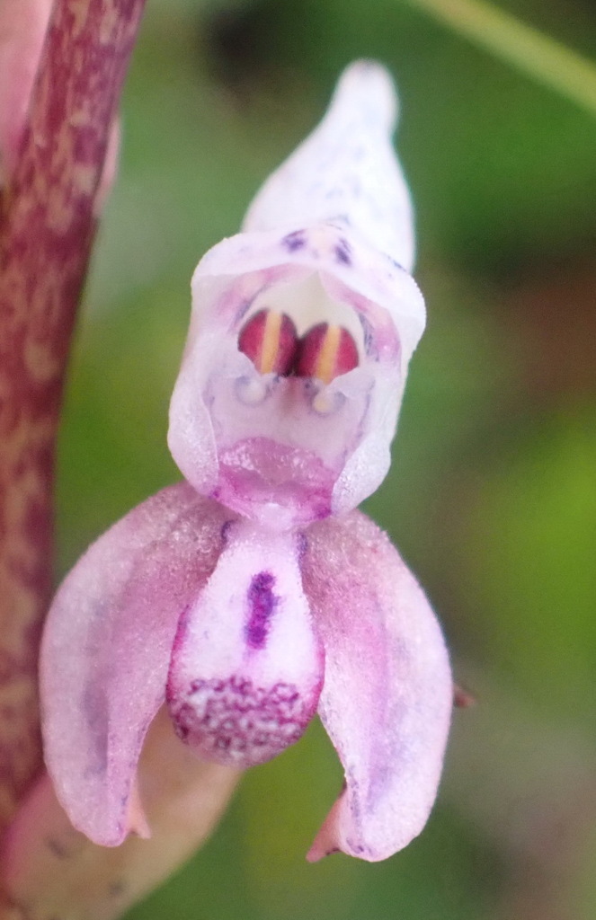Pure Wolfsbane DIsa from Sarah Baartman District Municipality, South ...