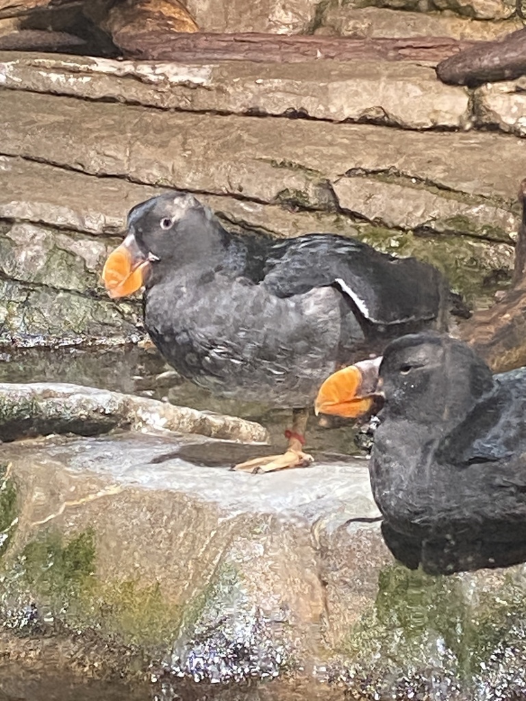 Tufted Puffin from Cannery Row, Monterey, CA, US on November 17, 2023 ...