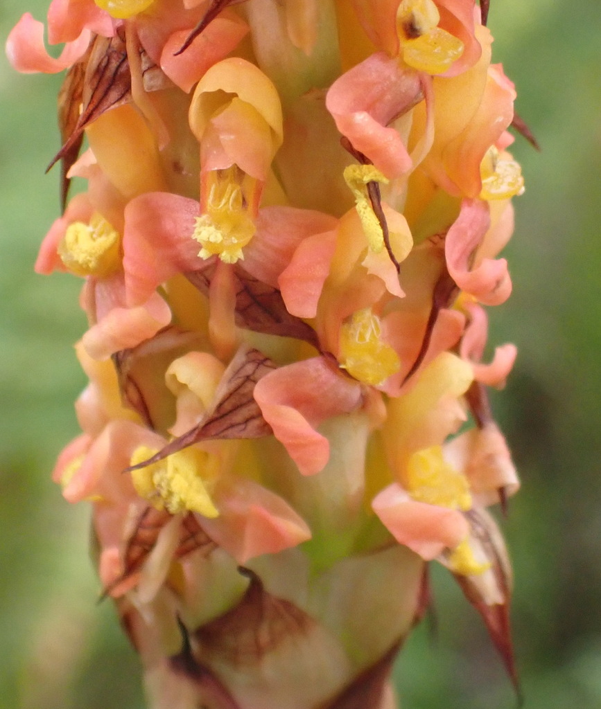 Torch Orchid from Sarah Baartman District Municipality, South Africa on ...