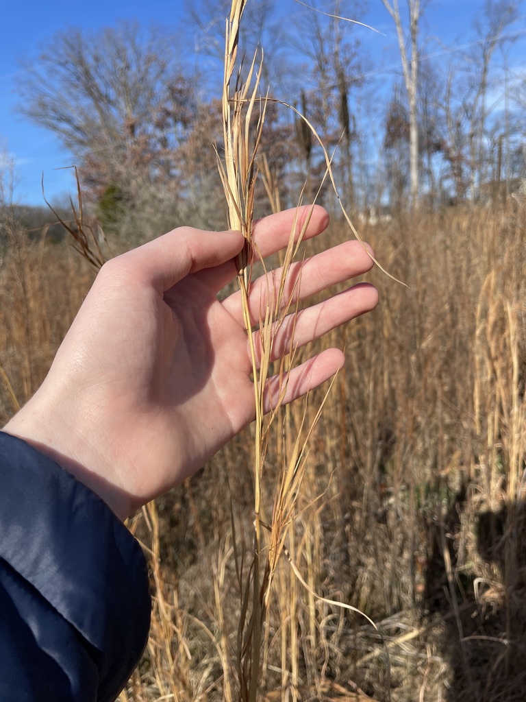 broomsedge bluestem from Lea Dr, Collegeville, PA, US on November 25 ...