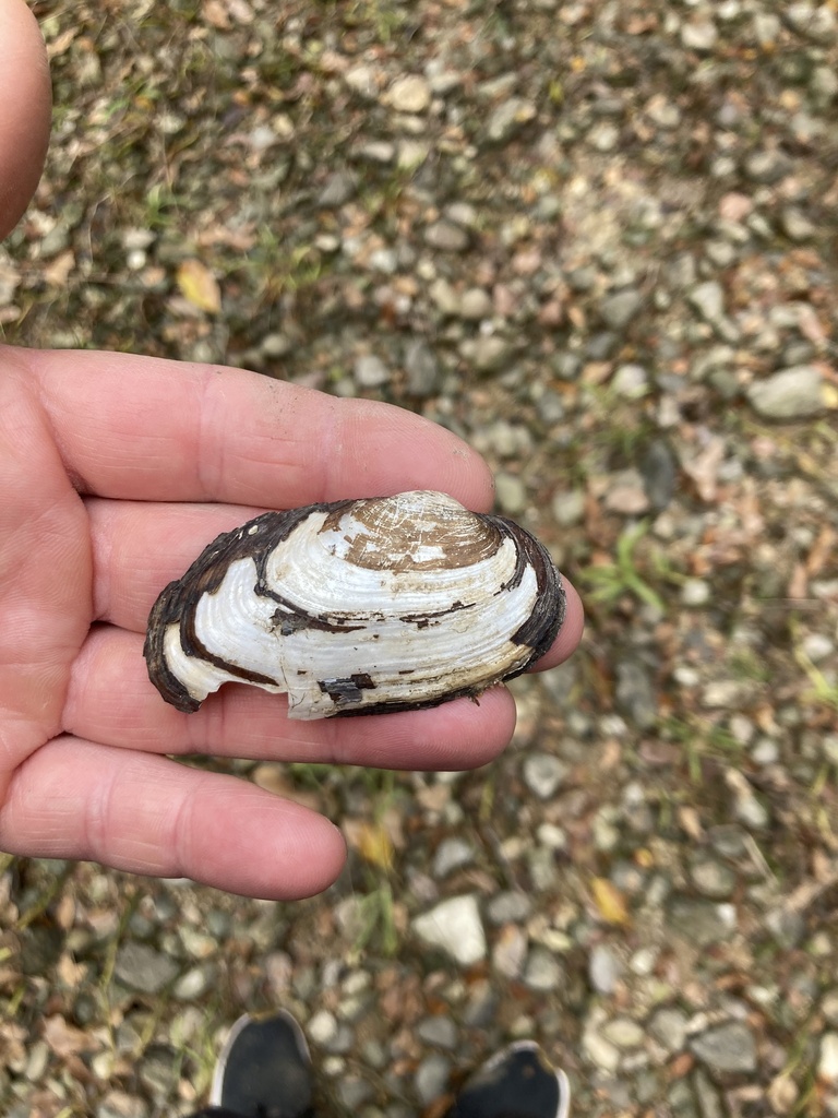 Pondhorn from Travis Northeast, Pflugerville, TX, US on November 25 ...