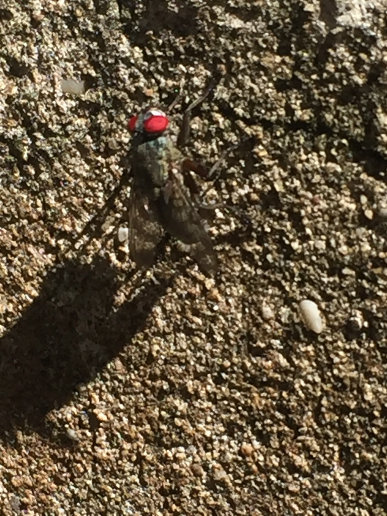 Bot Flies, Blow Flies, and Allies from Nosy-Be, Madagascar on July 17 ...