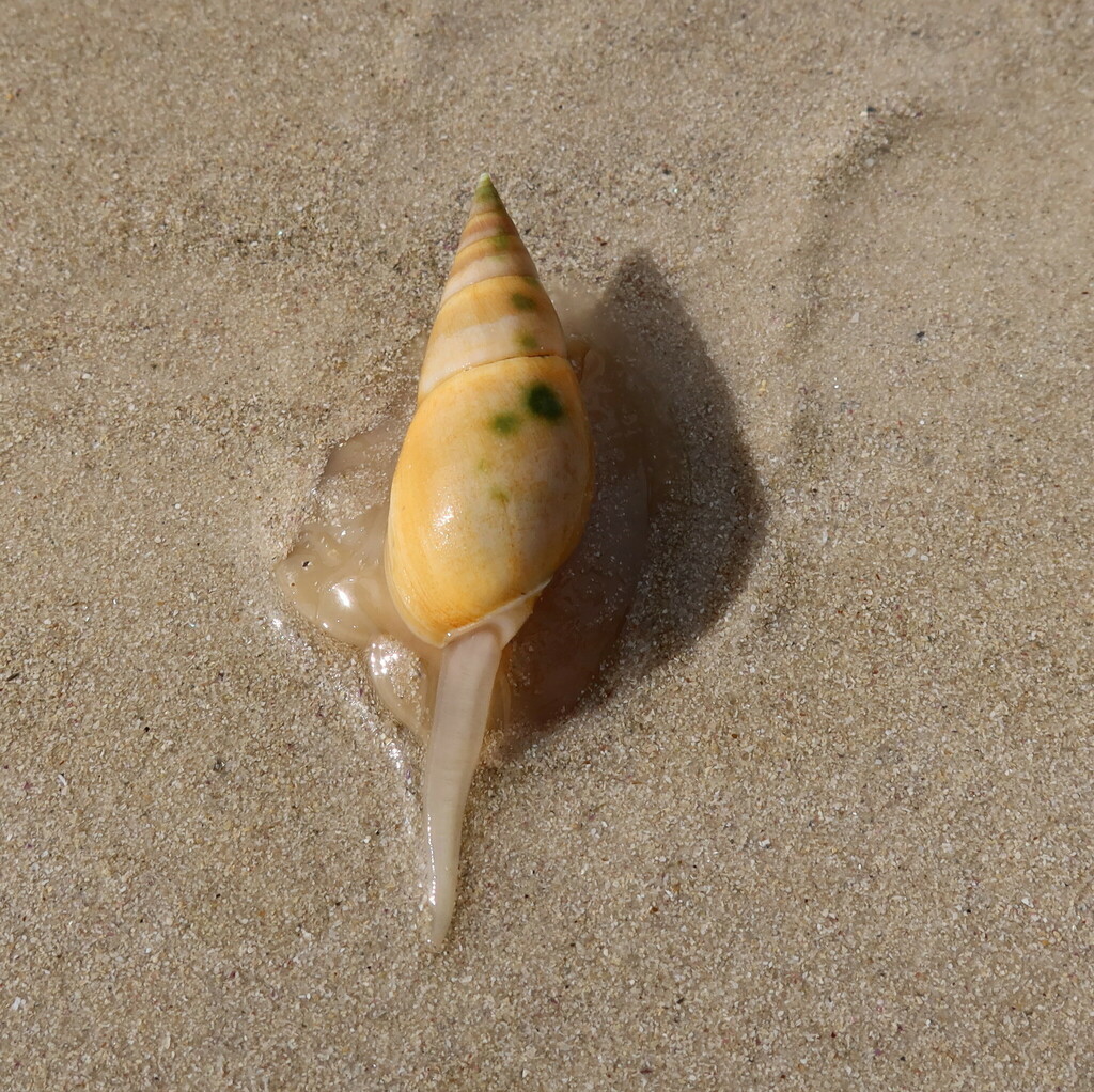 smooth plough shell from Fish Hoek beach, Cape Town, 7975, South Africa ...
