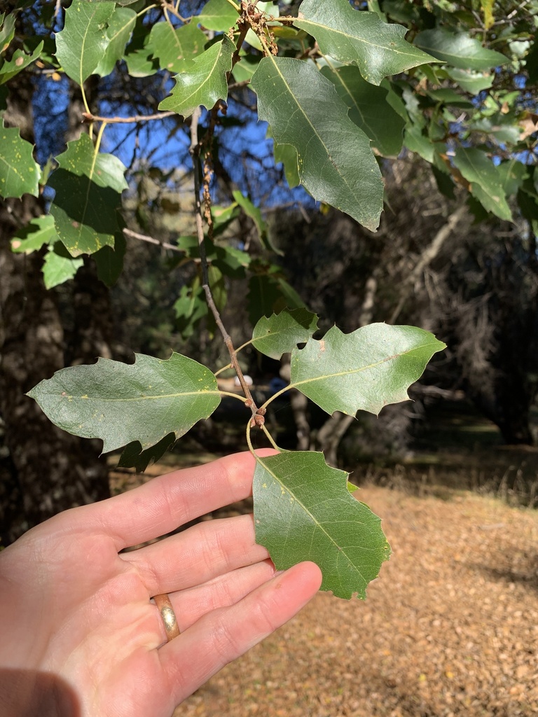 Oracle Oak from South Yuba River State Park, Nevada City, CA, US on ...