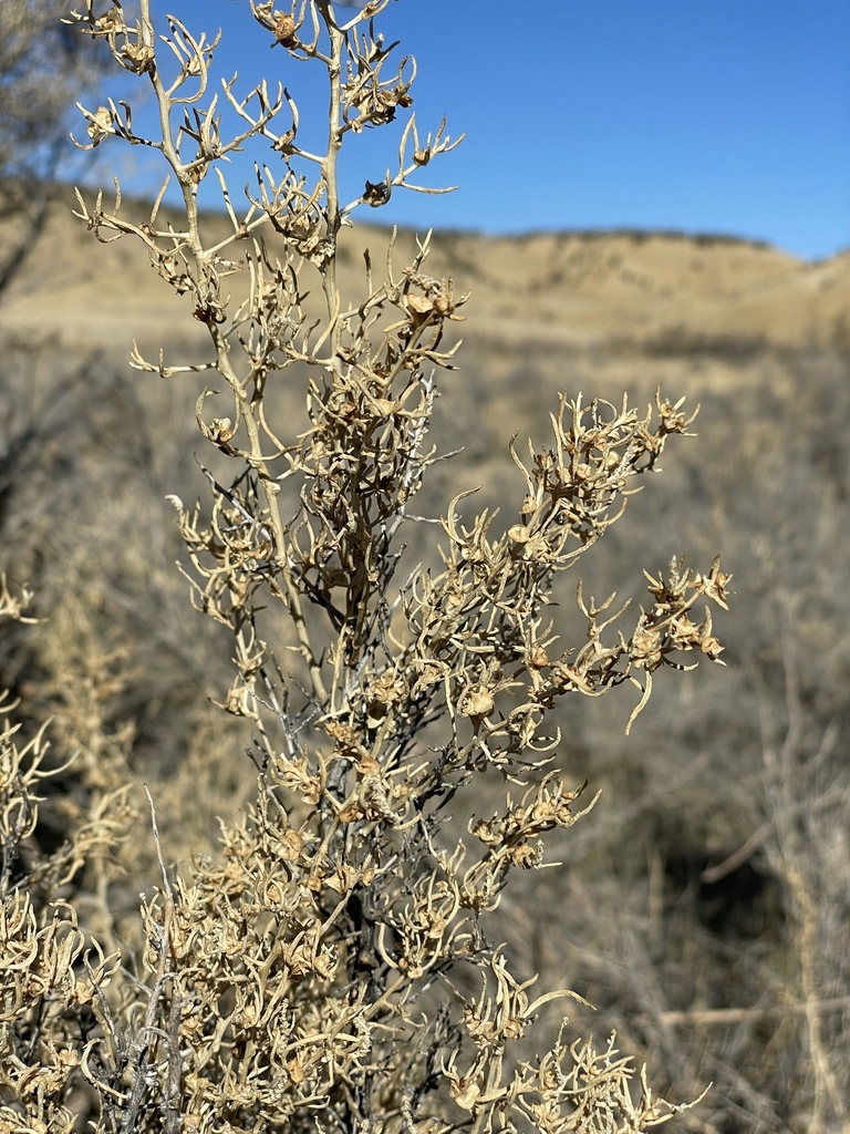Greasewood from Rio Blanco County, CO, USA on November 12, 2023 at 10: ...