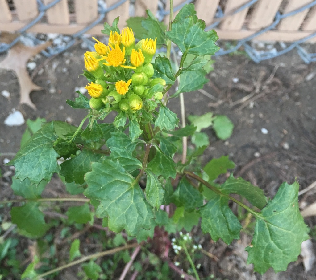 Butterweed from Worthington Park, West Memphis, AR, US on March 16 ...