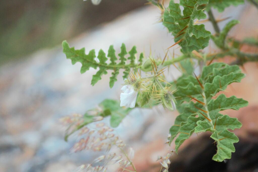 Red Buffalo-bur from Carletonville, 2499, South Africa on November 25 ...