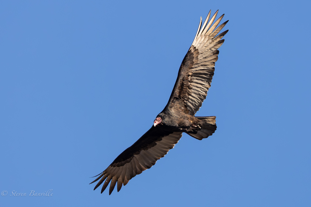 Western Turkey Vulture from Redwood City, CA, USA on November 24, 2023 ...