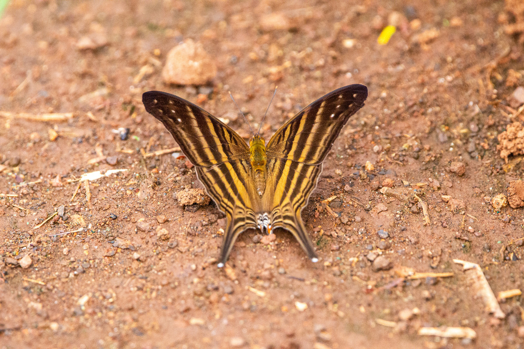 Many-banded Daggerwing from Londrina, PR, BR on November 20, 2023 at 04 ...