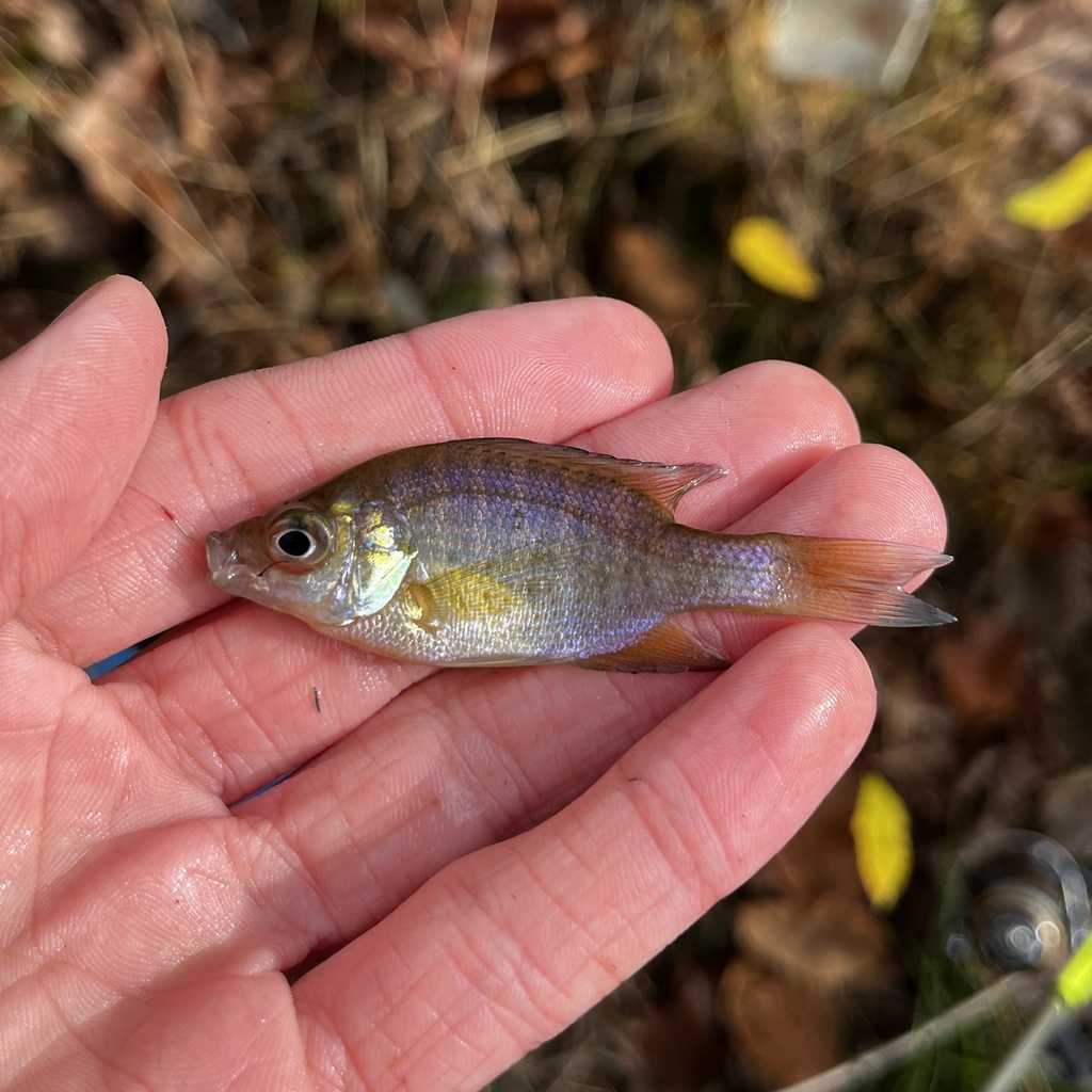 Bluegill from Madison Place Dr, Powhatan, VA, US on November 24, 2023 ...
