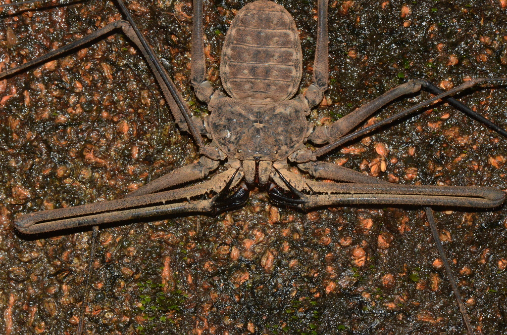 Phrynichus from Surla, Goa, India on September 18, 2017 at 11:54 PM by ...