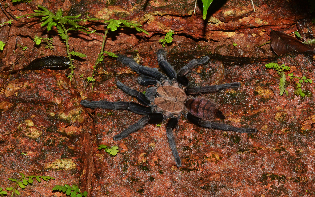 Indian Violet Tarantula from Surla, Goa, India on September 18, 2017 at ...