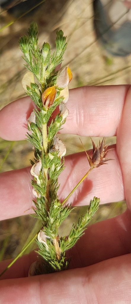 Greentooth Capegorse from Greater Idas Valley, Stellenbosch, South ...