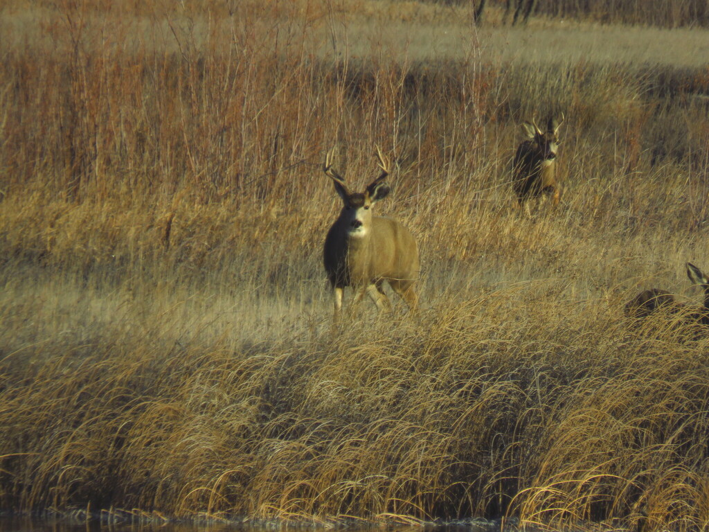 Mule Deer from Lethbridge County, AB, Canada on November 25, 2023 at 09 ...