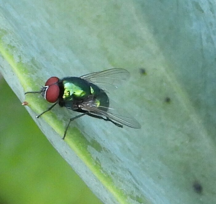 Pyrellia from Berg en dal Rest Camp, Kruger National Park on November ...