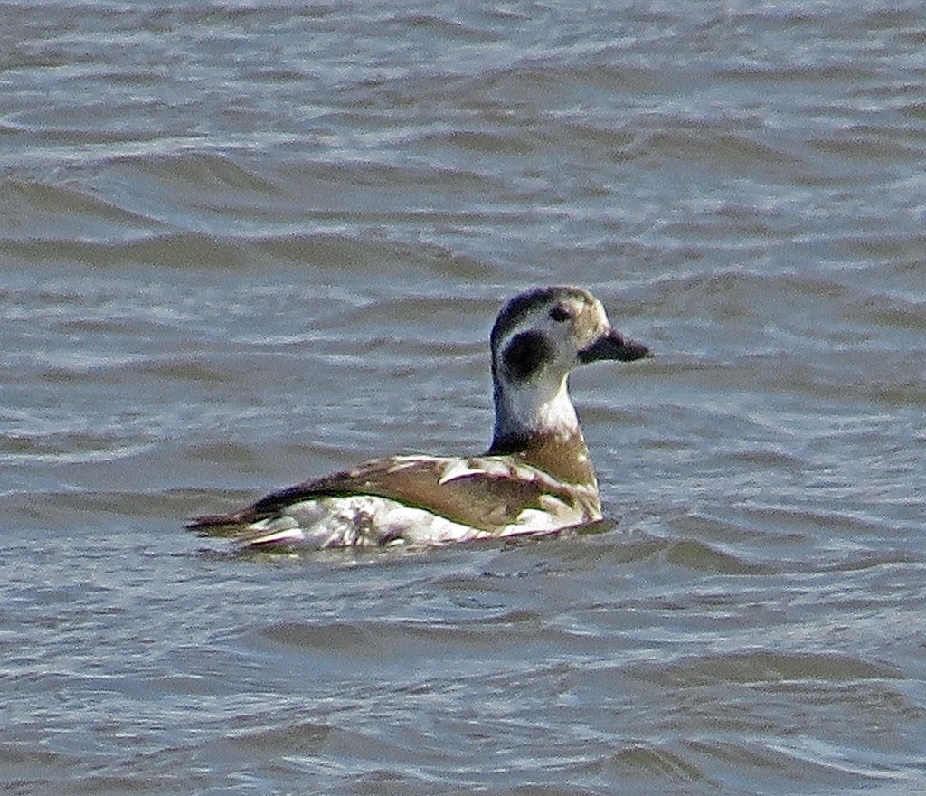 Long-tailed Duck from Bullhead Bay, Thessalon, ON, CA on November 25 ...