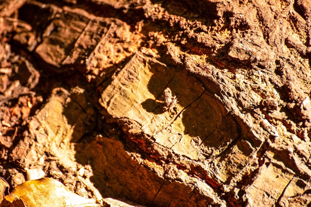 Eastern puddle frog from Pete, Tansania on July 19, 2023 at 04:20 PM by ...
