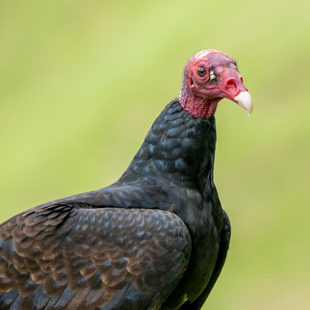 Turkey Vulture from Colón District, Colón Province, Panama on November ...