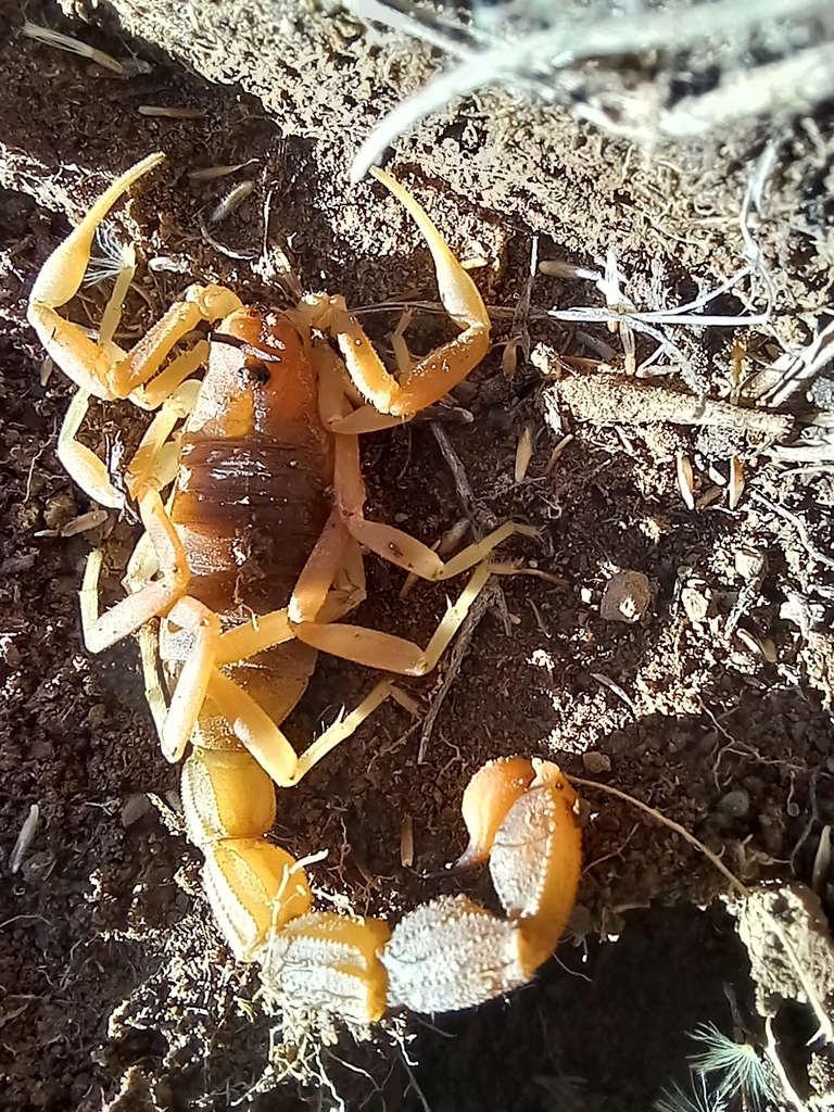 Drab Thicktail Scorpion from Camdeboo Local Municipality, South Africa ...
